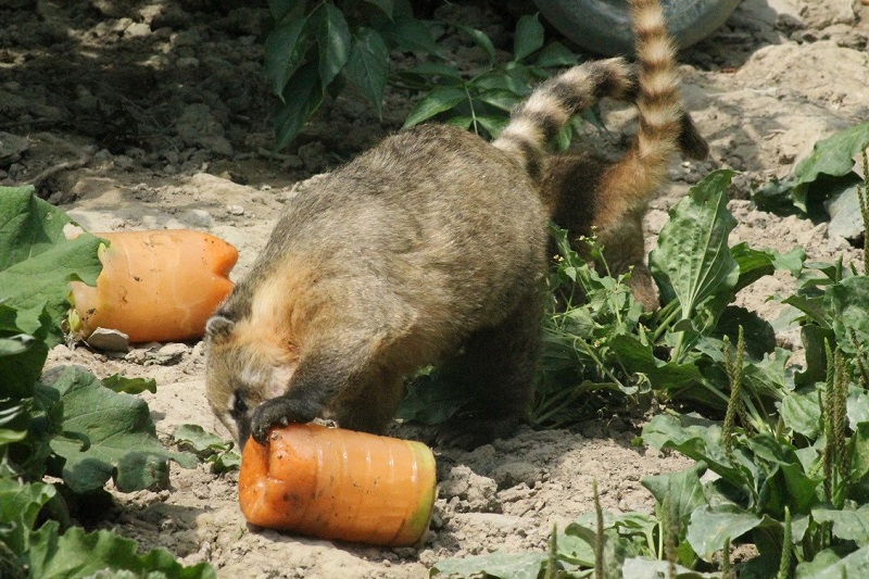 Divlje ljeto_nosati rakun | Zoo Zagreb