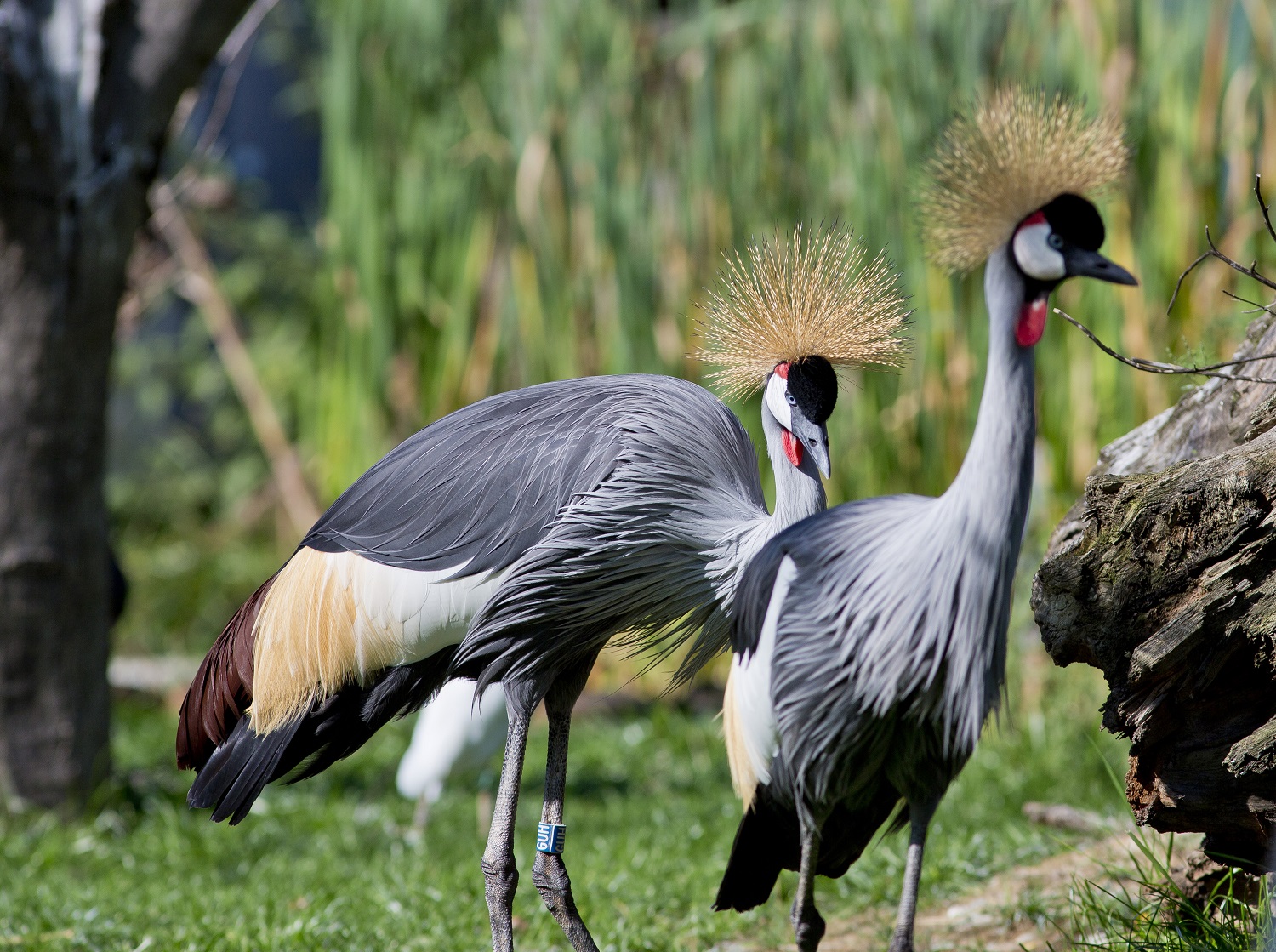 Krunati ždral | Zoo Zagreb