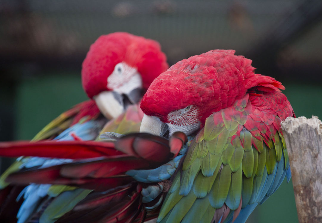 Papiga Ara | Zoo Zagreb
