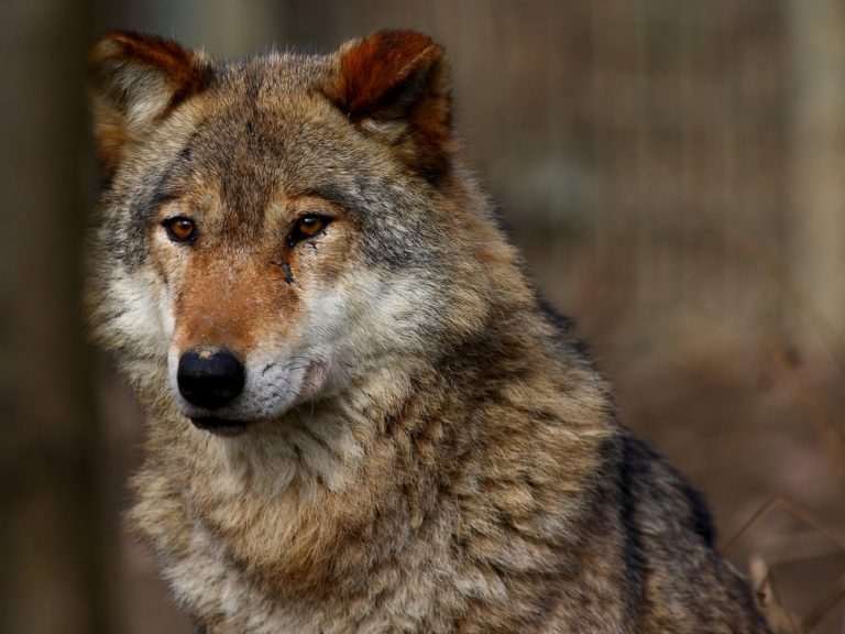 Sivi vuk (Canis lupus) | Zoo Zagreb