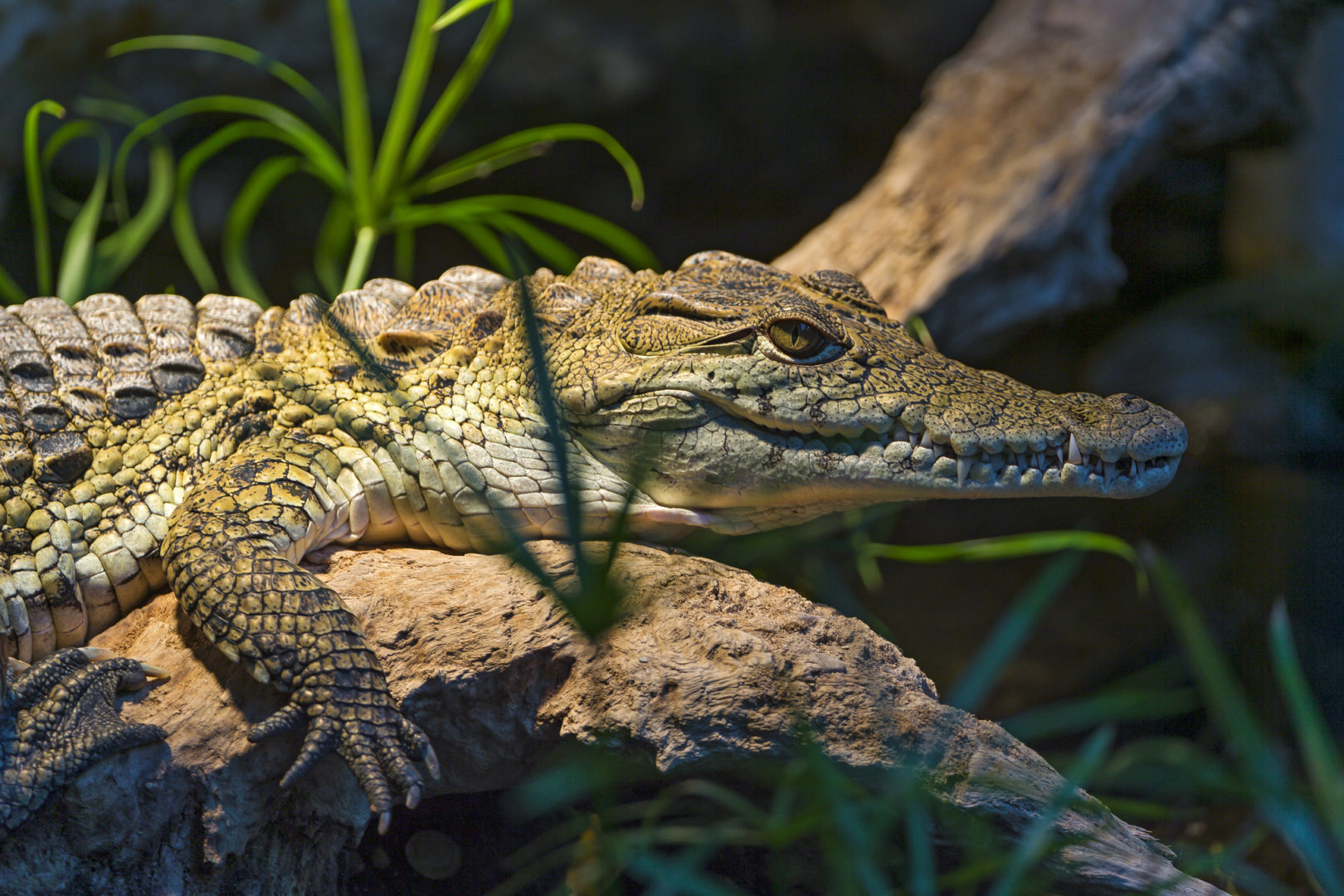krokodil | Zoo Zagreb