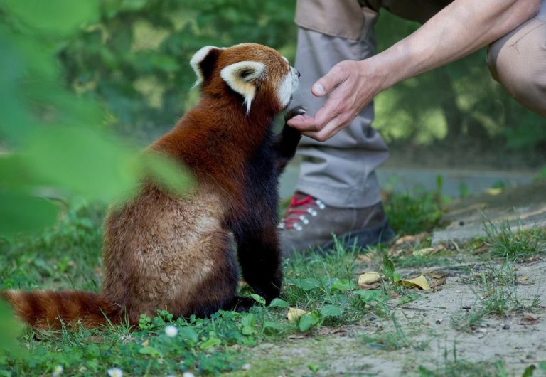 Zoo Zagreb | Ustanova Zoološki vrt Grada Zagreba