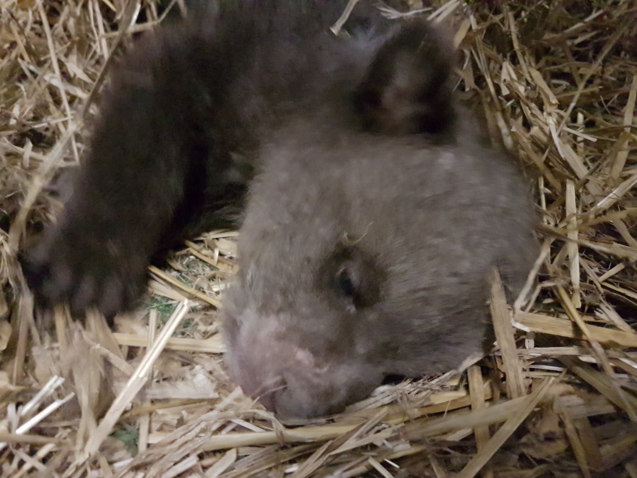 Medvjedić Matija odlično napreduje | Zoo Zagreb