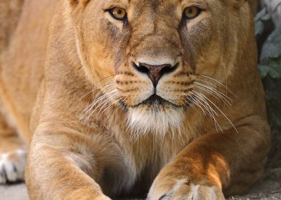 Africki lav | Zoo Zagreb