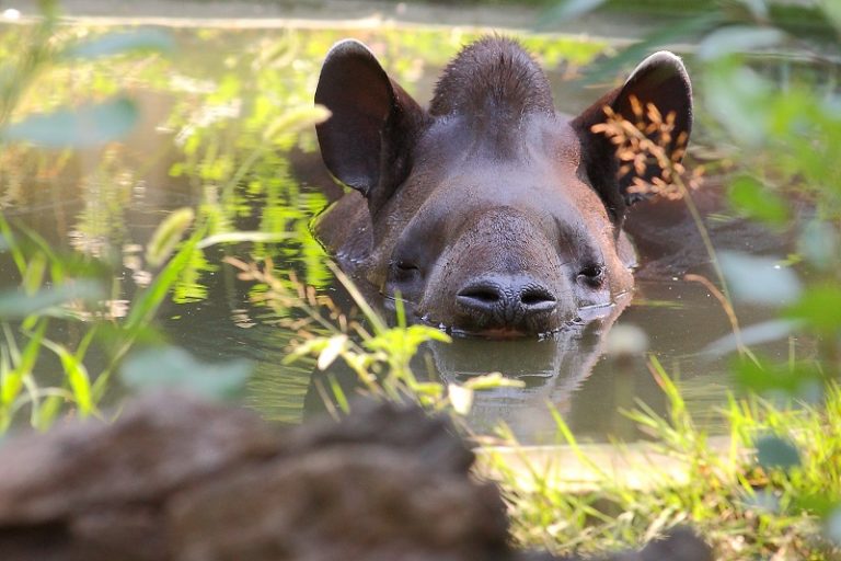 Sisavci | Zoo Zagreb