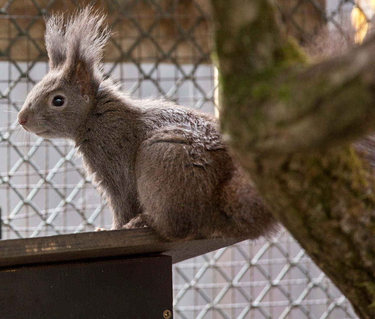 Naše vjeverice u šetnji čakovečkim Perivojem Zrinski | Zoo Zagreb