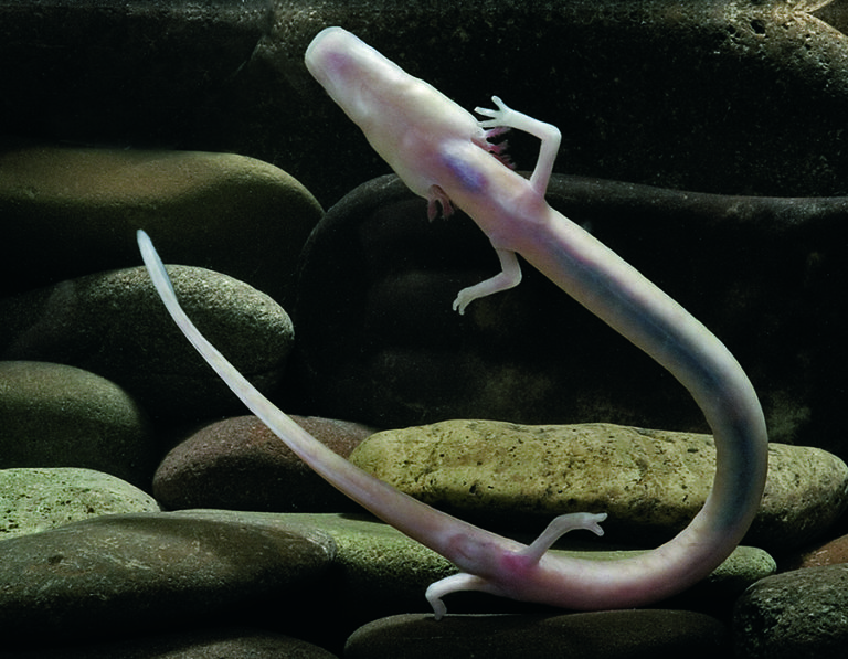 Covjecja_ribica | Zoo Zagreb