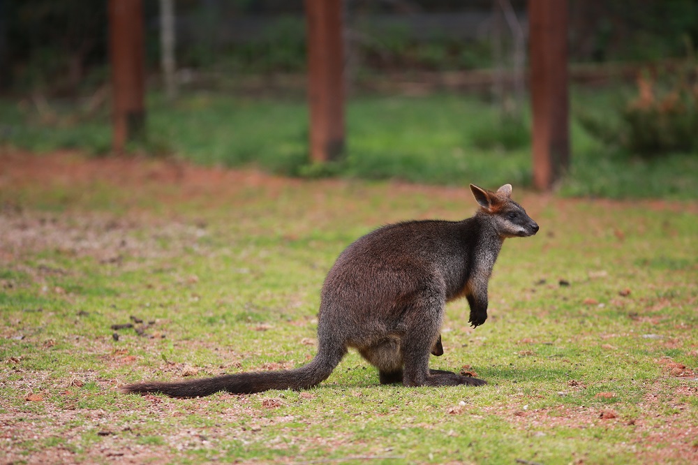 MOČVARNI VALABI (Wallabia bicolor) | Zoo Zagreb