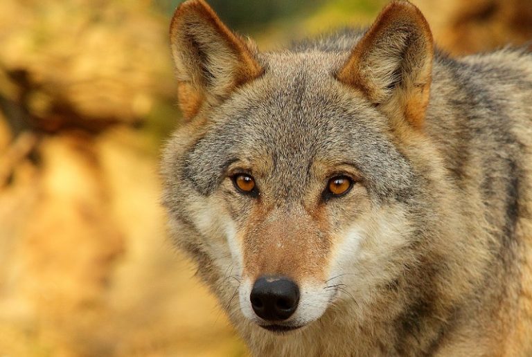 Sisavci | Zoo Zagreb