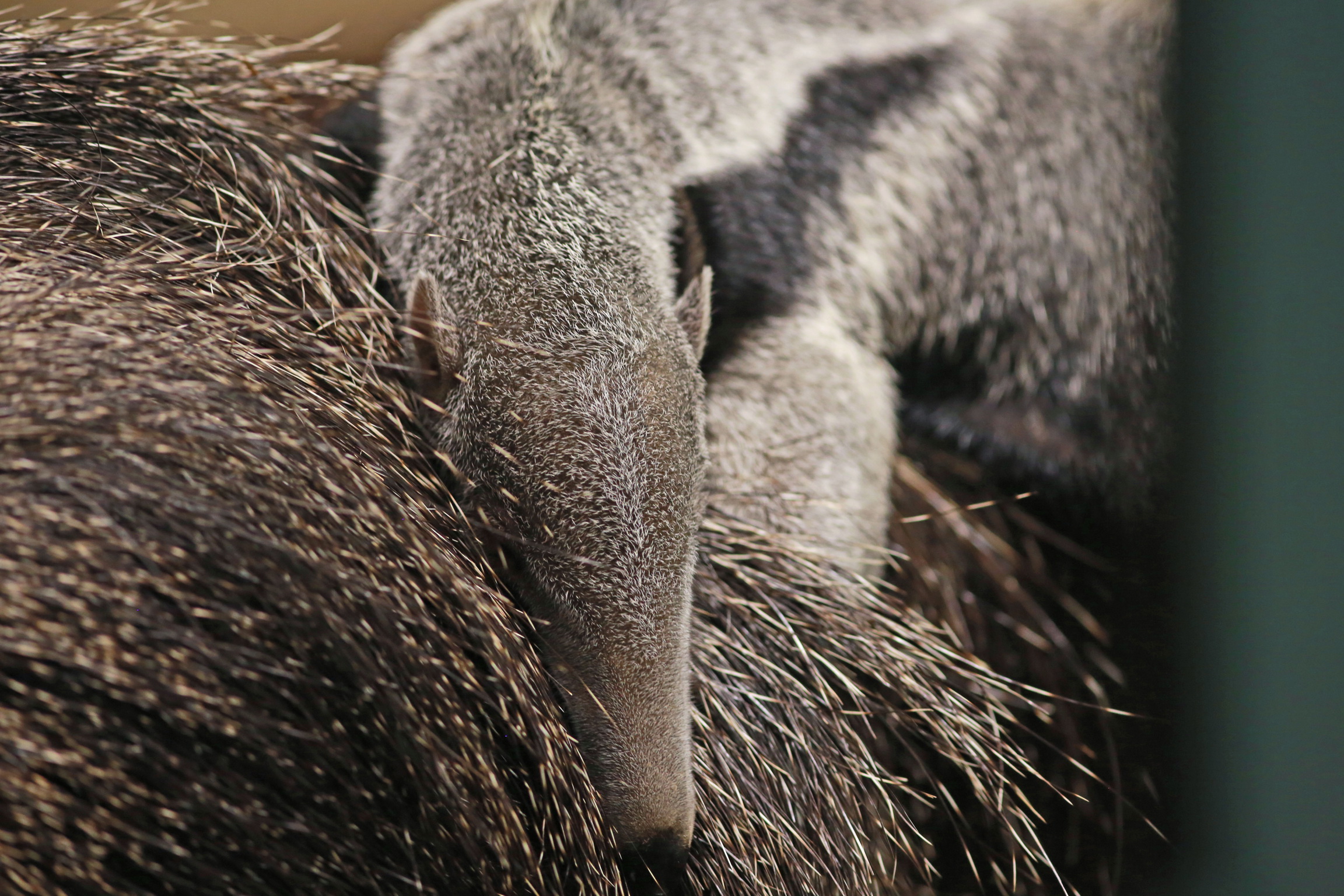 DIVOVSKI MRAVOJED (Myrmecophaga tridactyla) | Zoo Zagreb