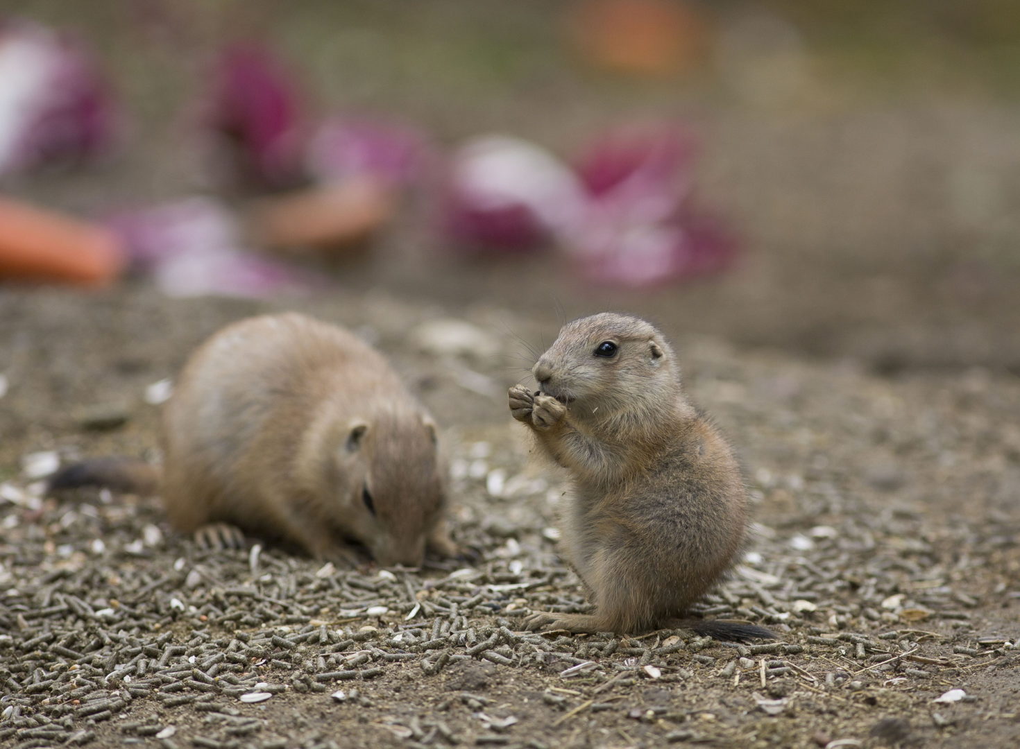 Prinova za povijest: Prvi mravojed rođen u Hrvatskoj | Zoo Zagreb