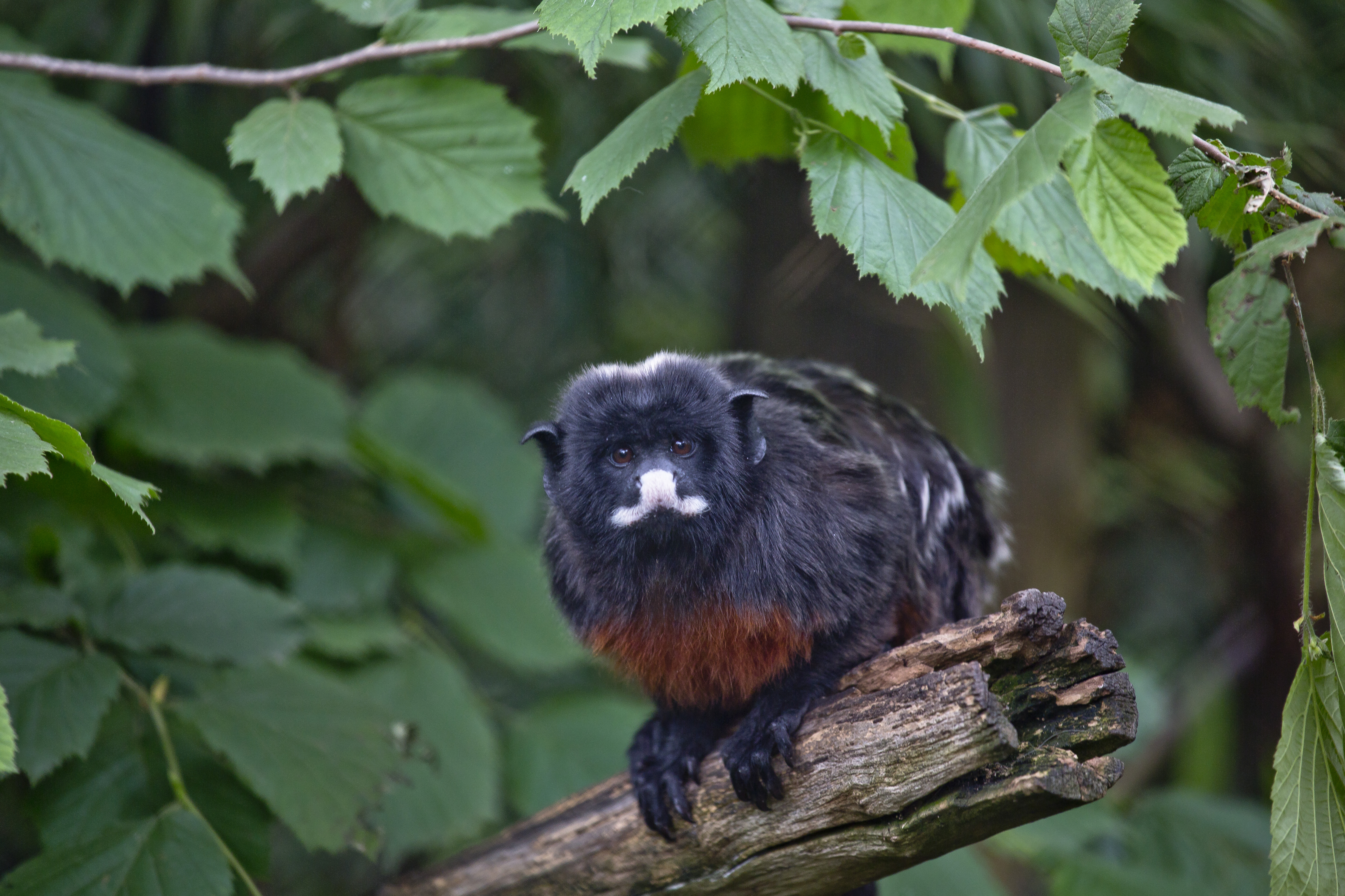 Sisavci | Zoo Zagreb
