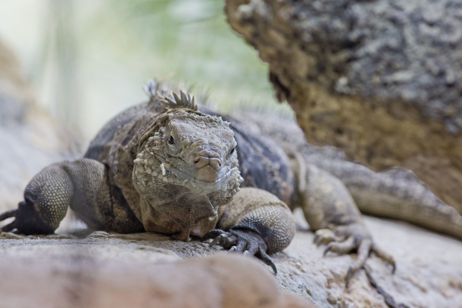Gmazovi | Zoo Zagreb