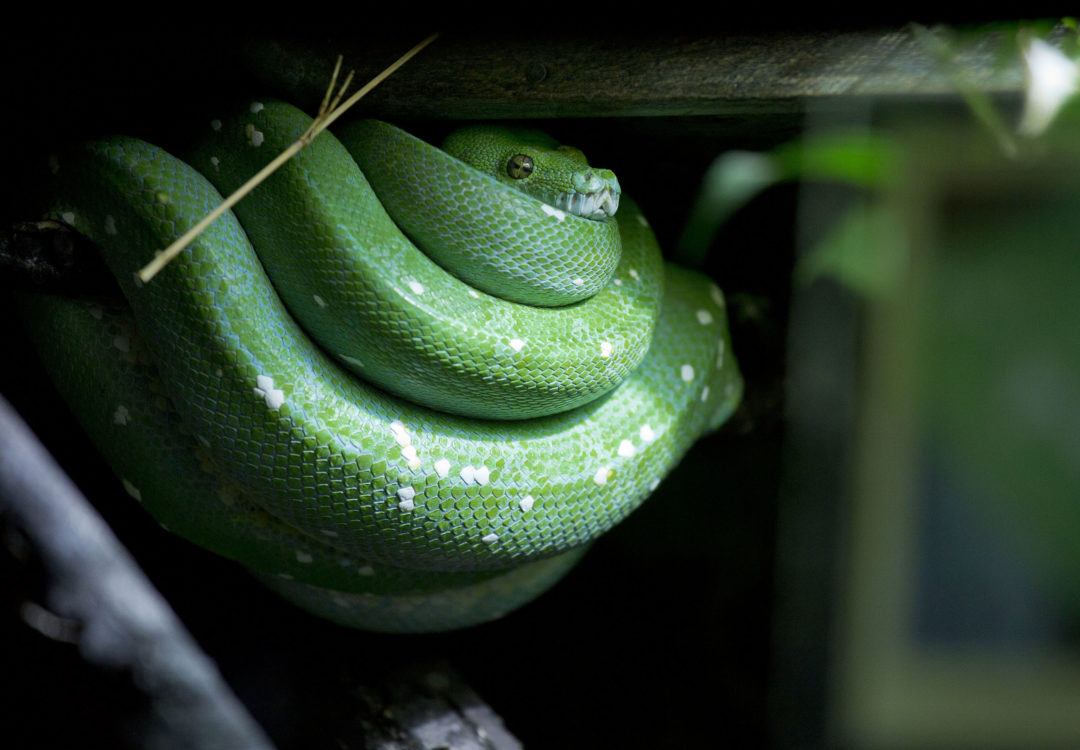 Gmazovi | Zoo Zagreb