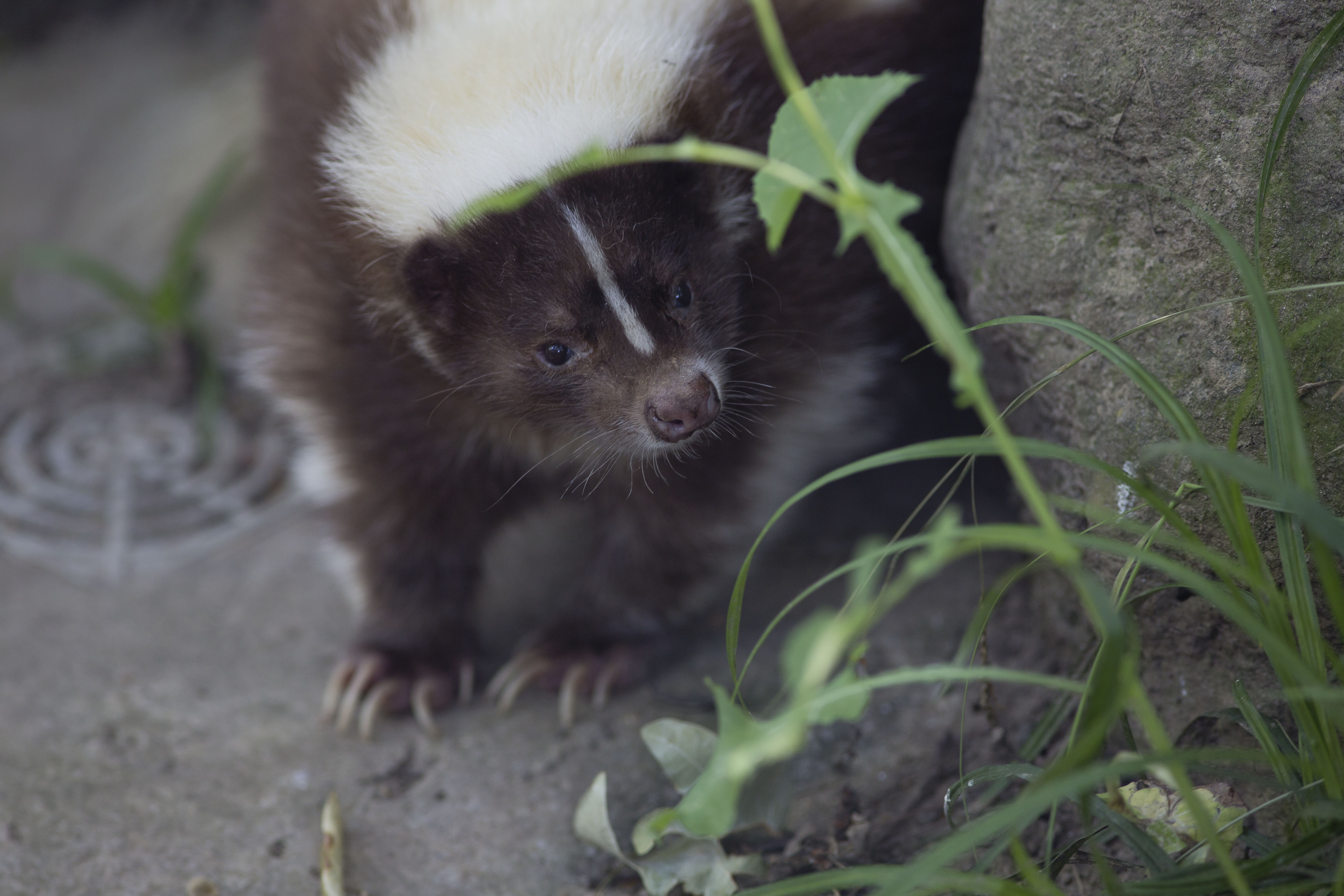 Sisavci | Zoo Zagreb