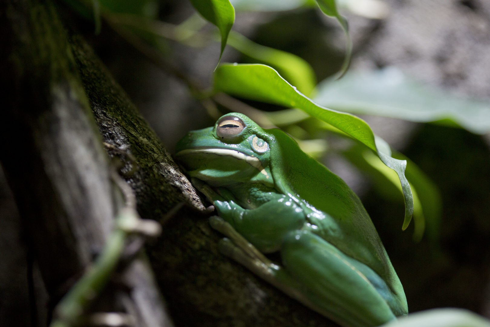 VODOZEMCI | Zoo Zagreb