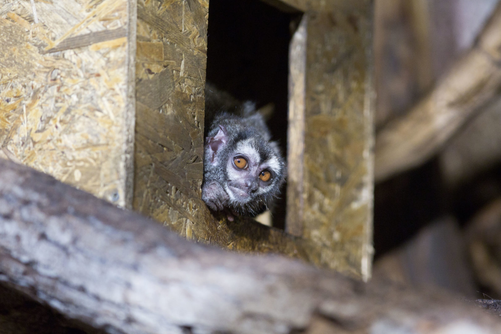Sisavci | Zoo Zagreb