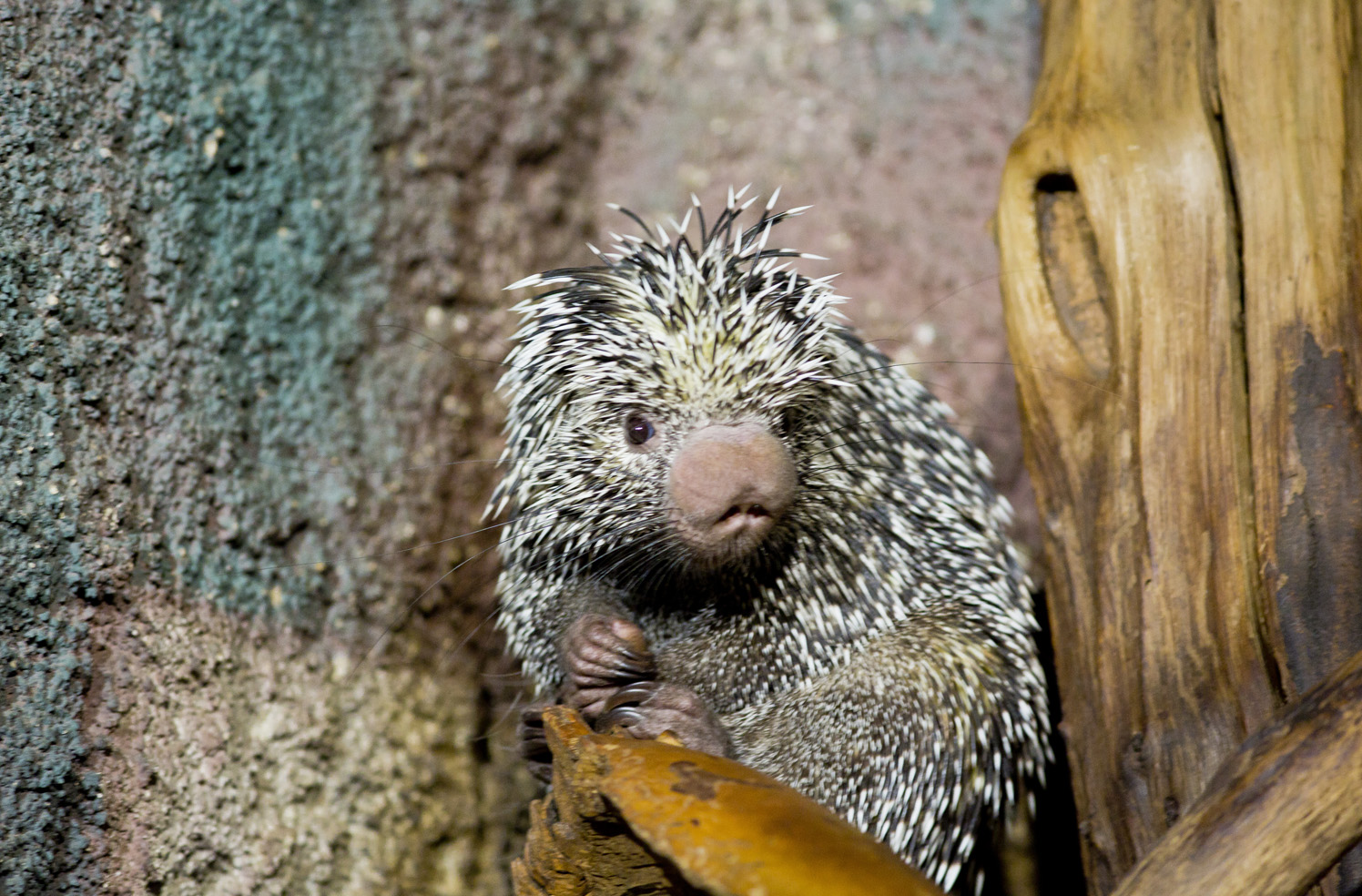 Sisavci | Zoo Zagreb