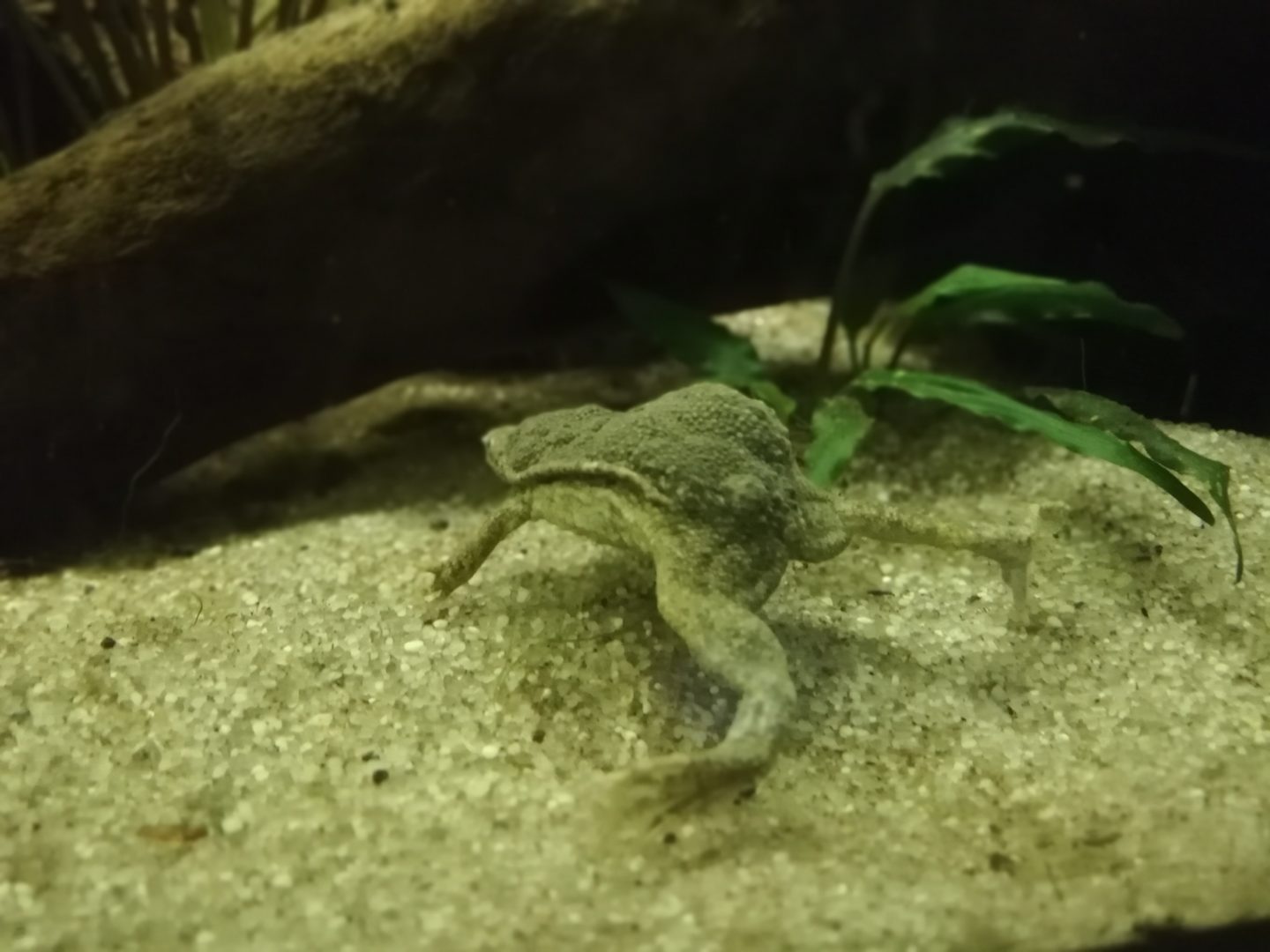 VODOZEMCI | Zoo Zagreb