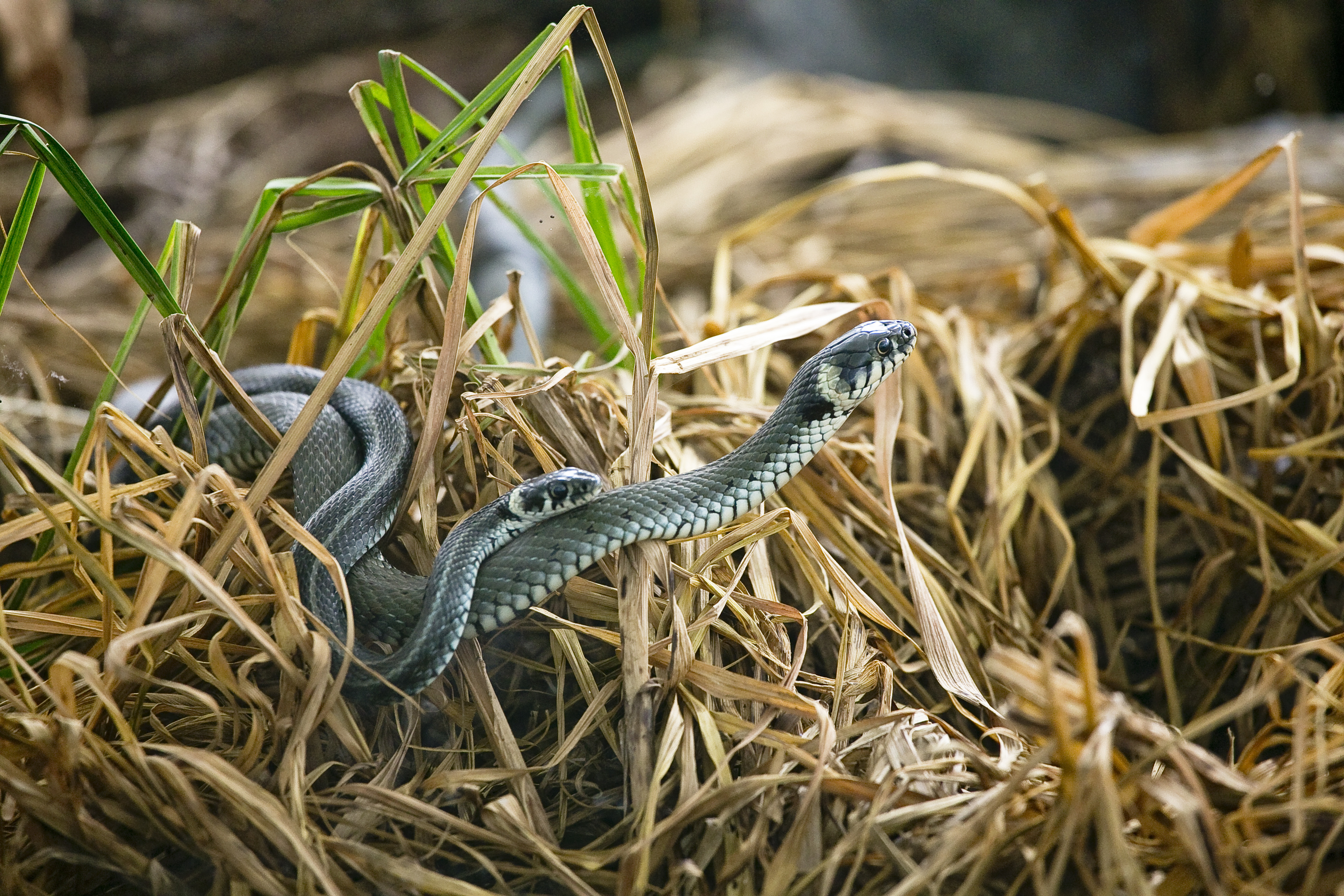 Gmazovi | Zoo Zagreb