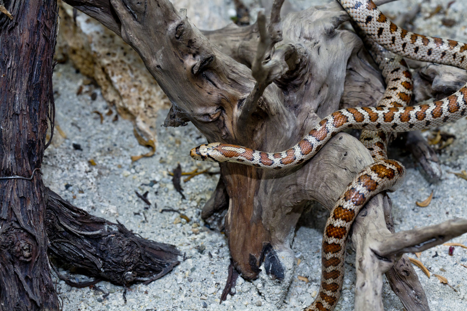 Gmazovi | Zoo Zagreb