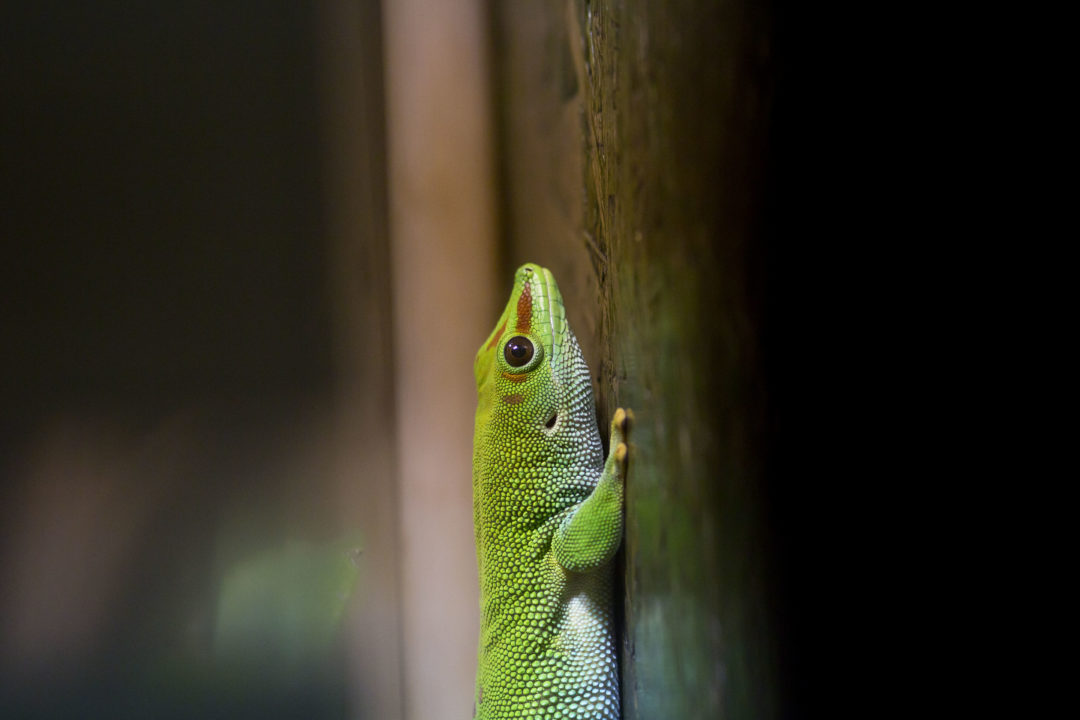 Gmazovi | Zoo Zagreb