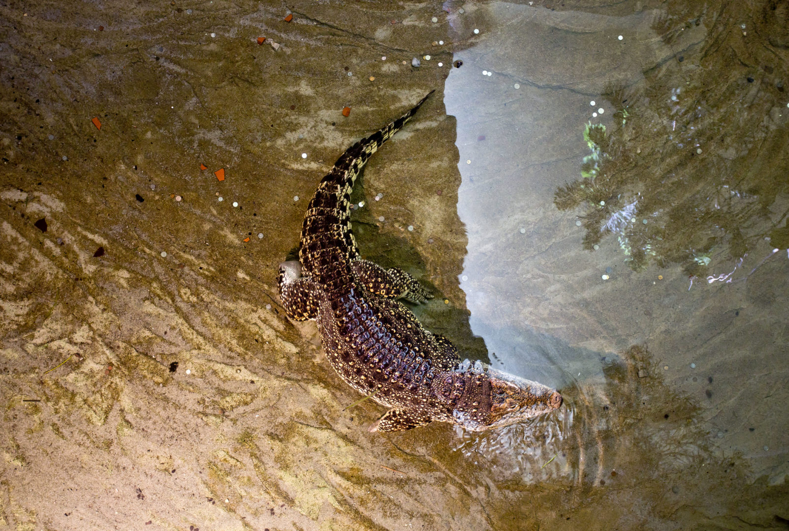 Gmazovi | Zoo Zagreb