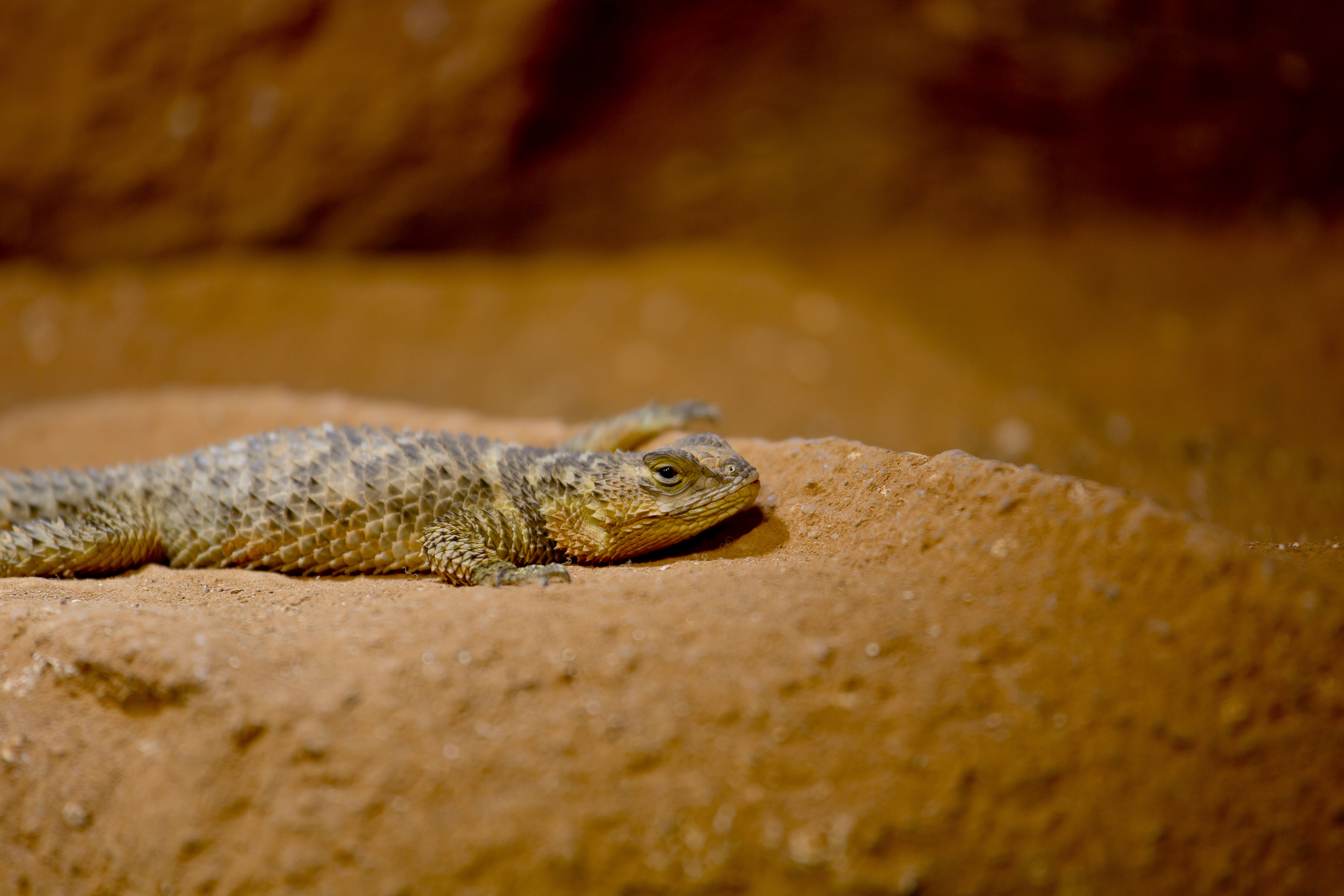 Gmazovi | Zoo Zagreb