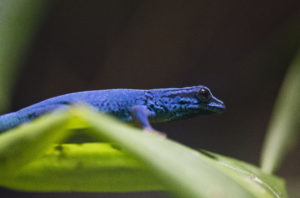 Gmazovi | Zoo Zagreb