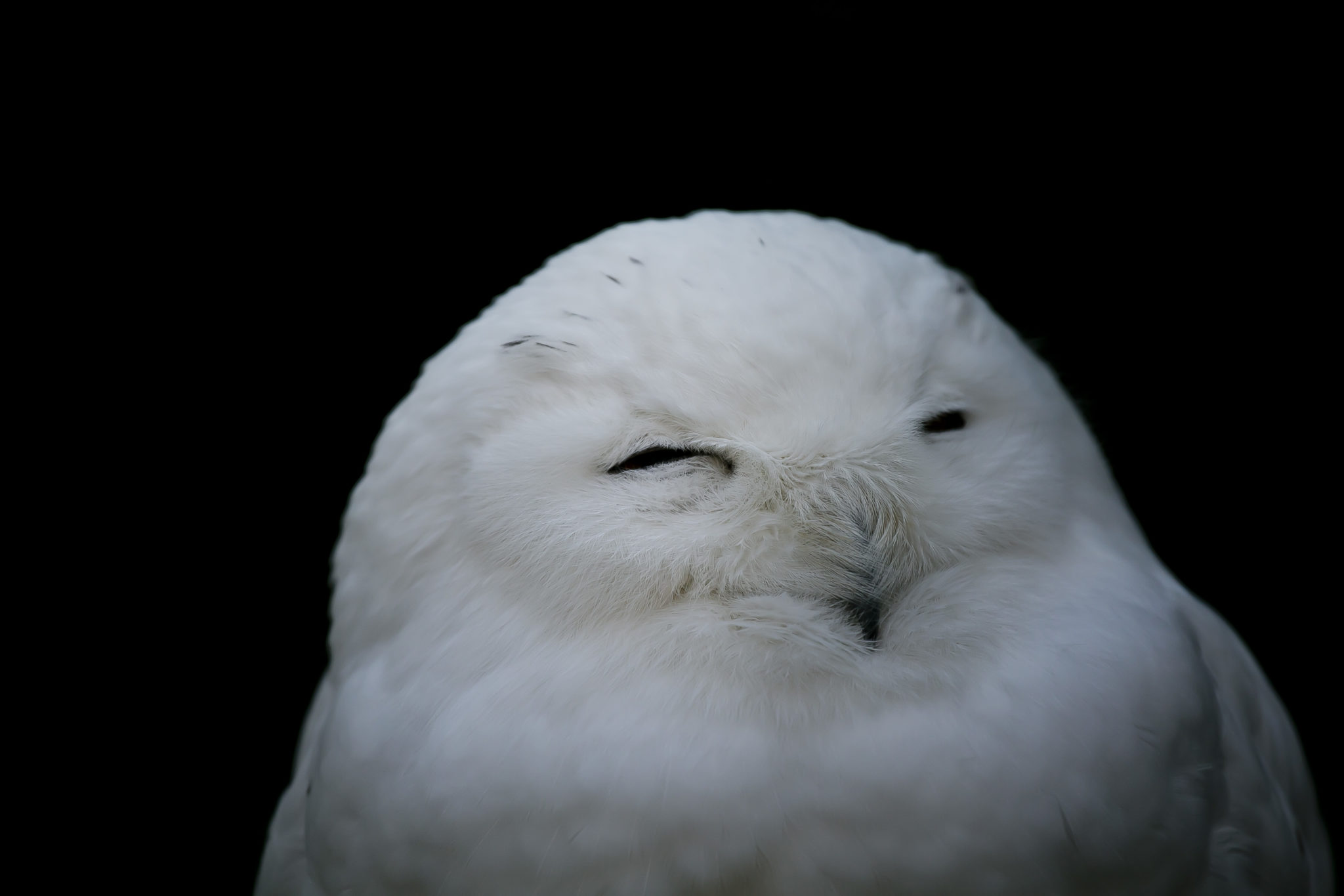 POLARNA… | Zoo Zagreb