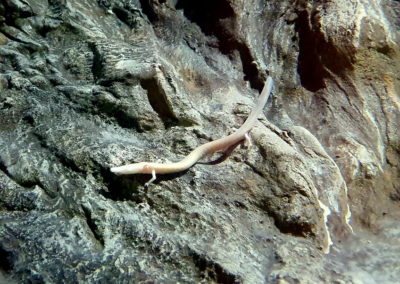 ČOVJEČJA RIBICA (Proteus anguinus) | Zoo Zagreb