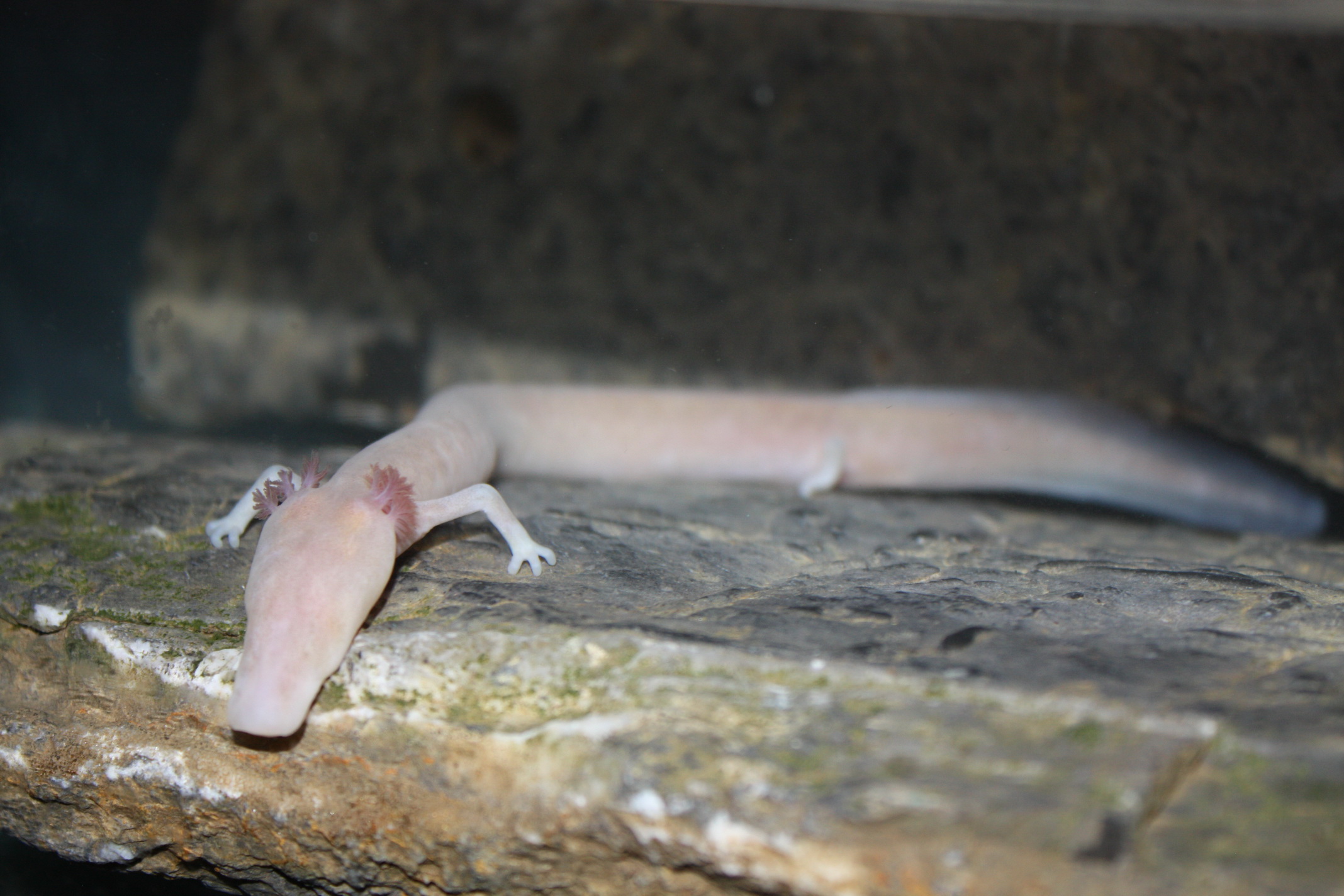 ČOVJEČJA RIBICA (Proteus anguinus) | Zoo Zagreb