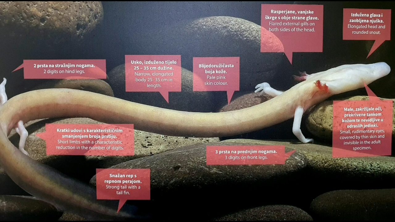 Edukativni filmovi | Zoo Zagreb