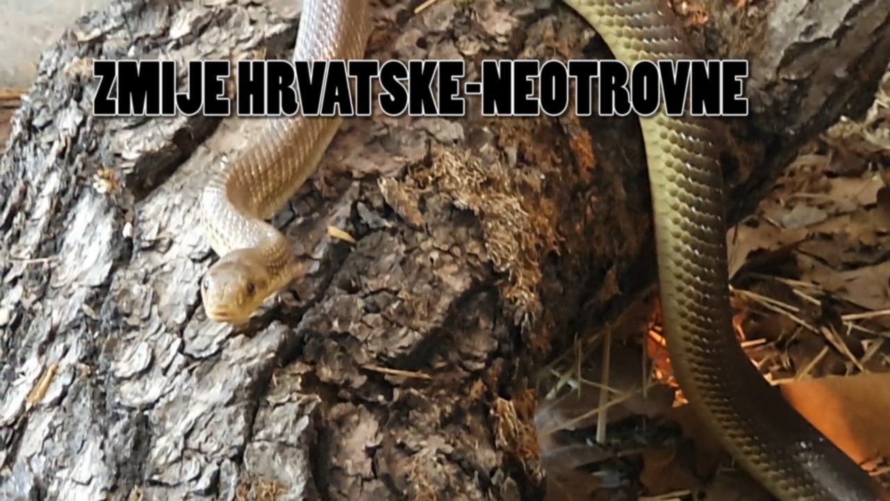 Edukativni filmovi | Zoo Zagreb