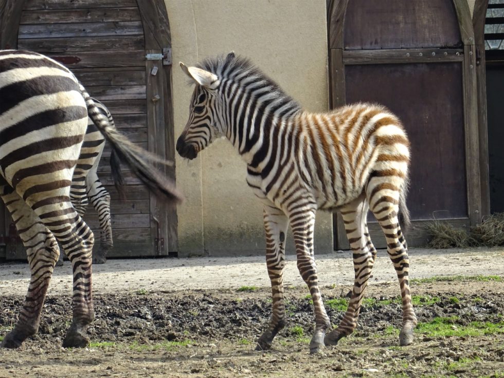 Neodoljivo prugasto pojačanje u zagrebačkoj obitelji zebri | Zoo Zagreb