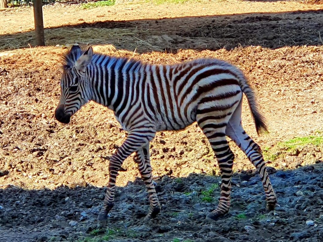 Neodoljivo prugasto pojačanje u zagrebačkoj obitelji zebri | Zoo Zagreb