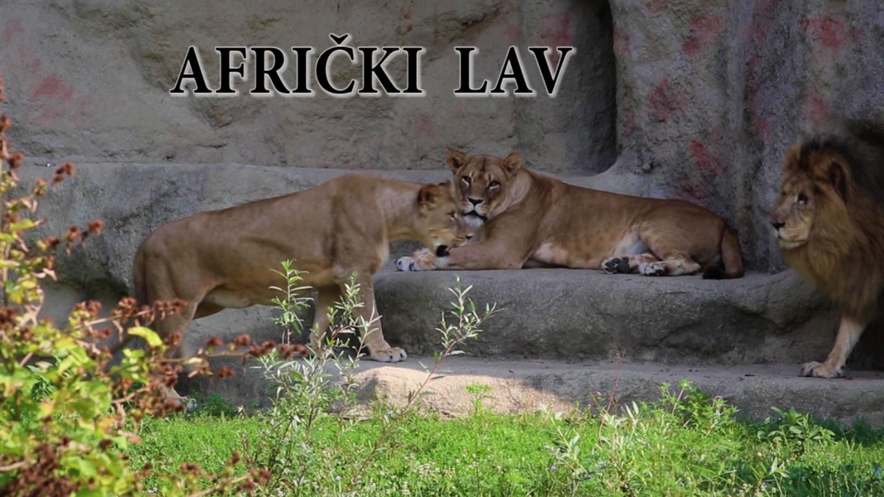 Edukativni filmovi | Zoo Zagreb