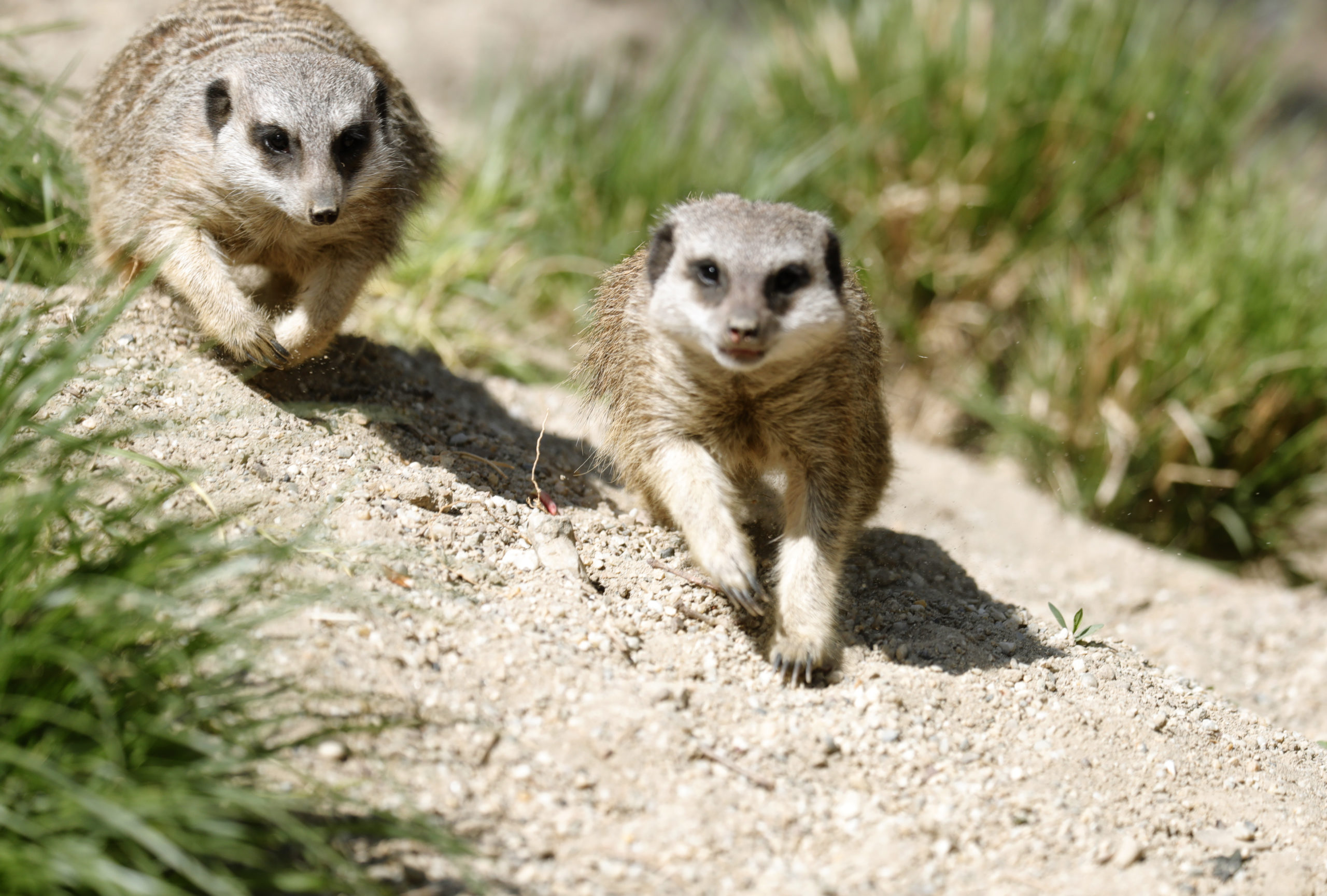 Zoološki se vrt otvara na Praznik rada | Zoo Zagreb