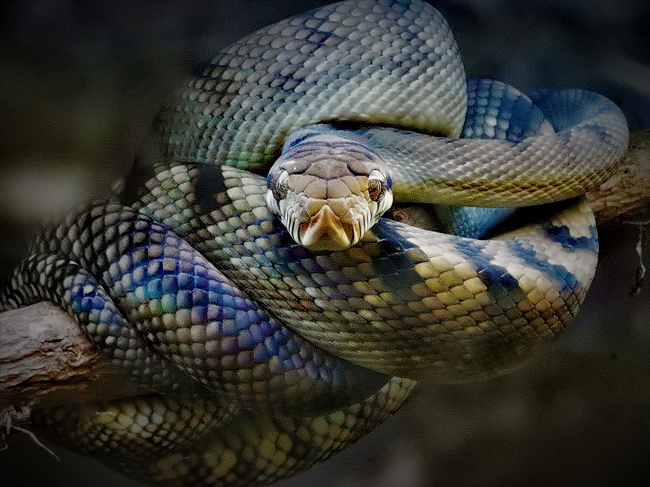 Ametistni piton | Zoo Zagreb