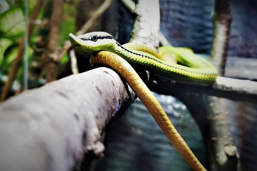 Gmazovi | Zoo Zagreb