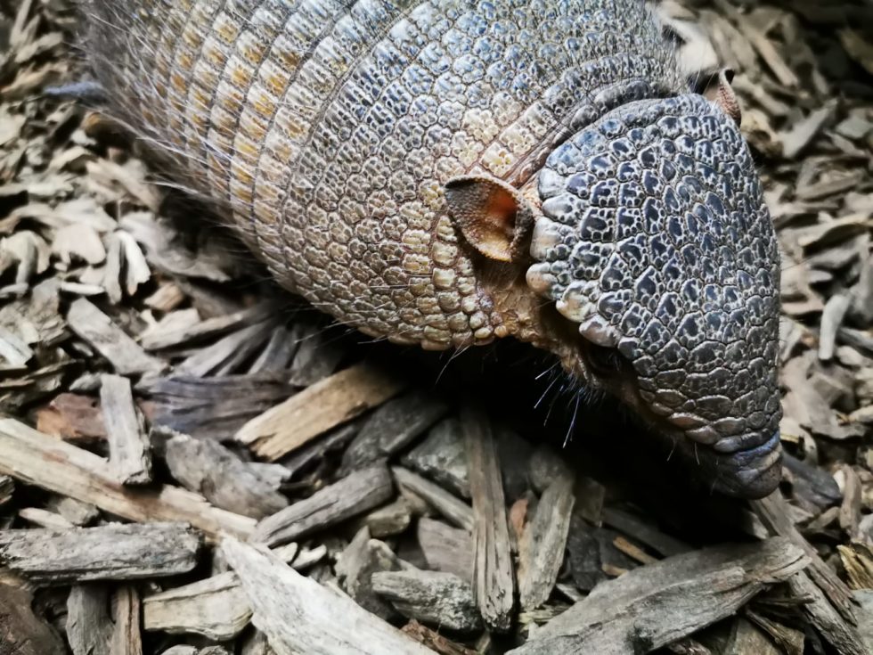 Sisavci | Zoo Zagreb