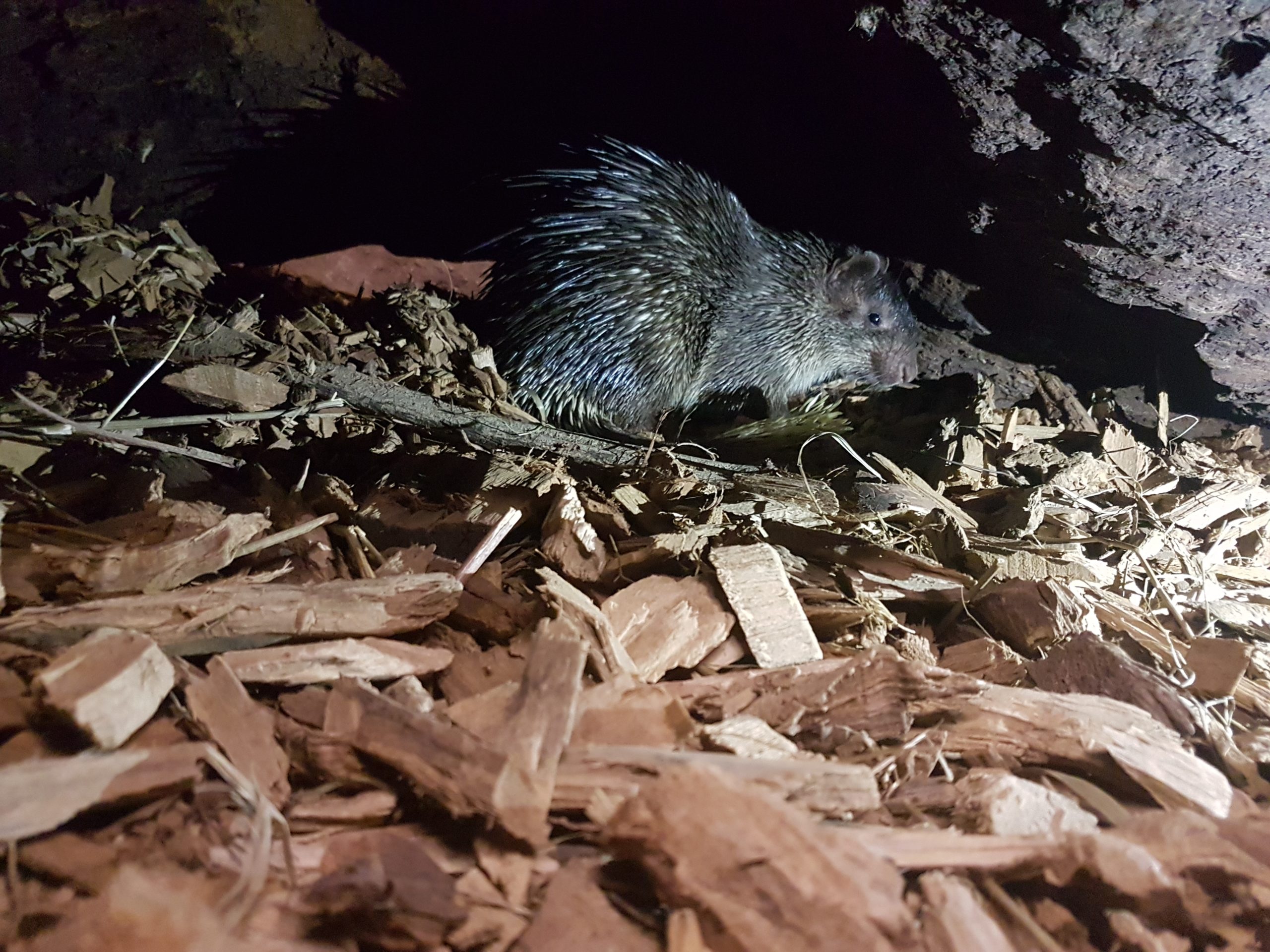 Sisavci | Zoo Zagreb