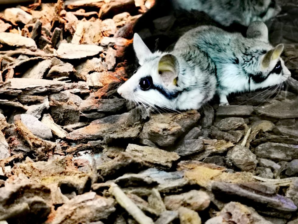 Sisavci | Zoo Zagreb