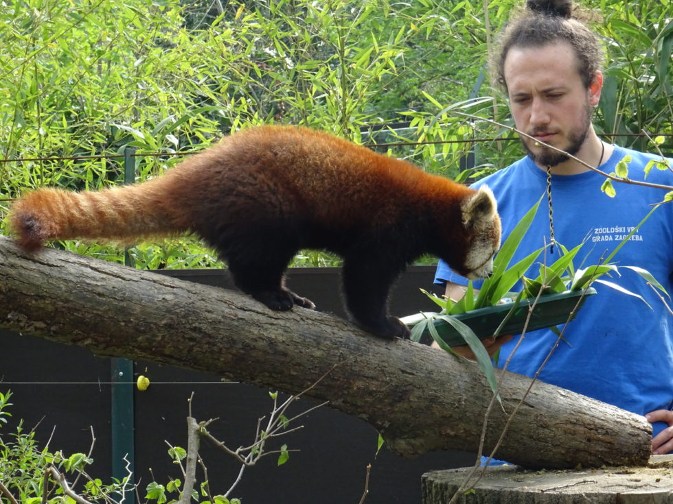 Stanovnici Zoološkog vrta počašćeni pisanicama | Zoo Zagreb