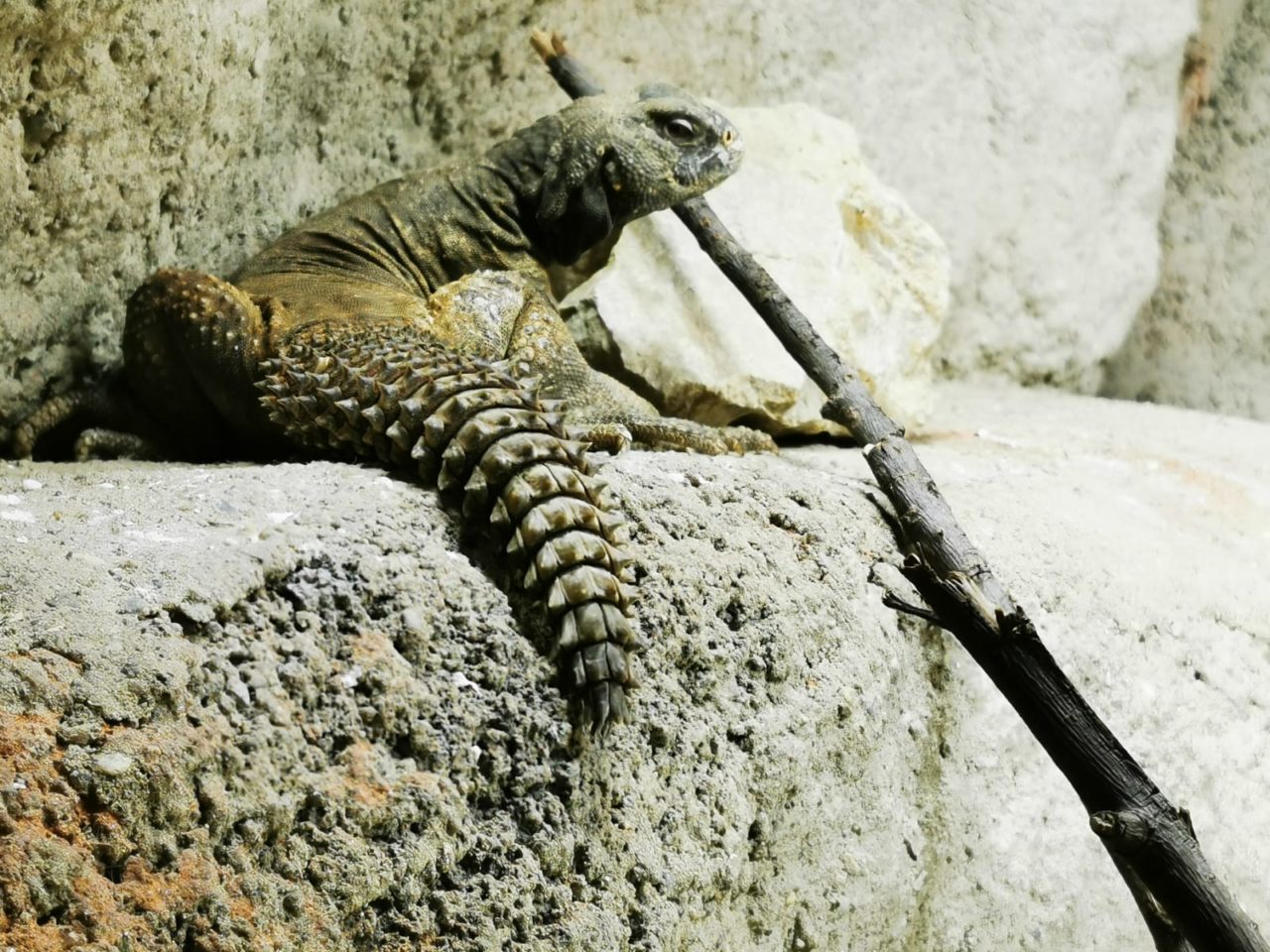 Gmazovi | Zoo Zagreb