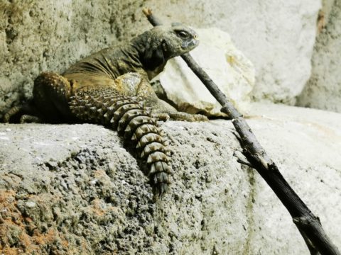 Gmazovi | Zoo Zagreb