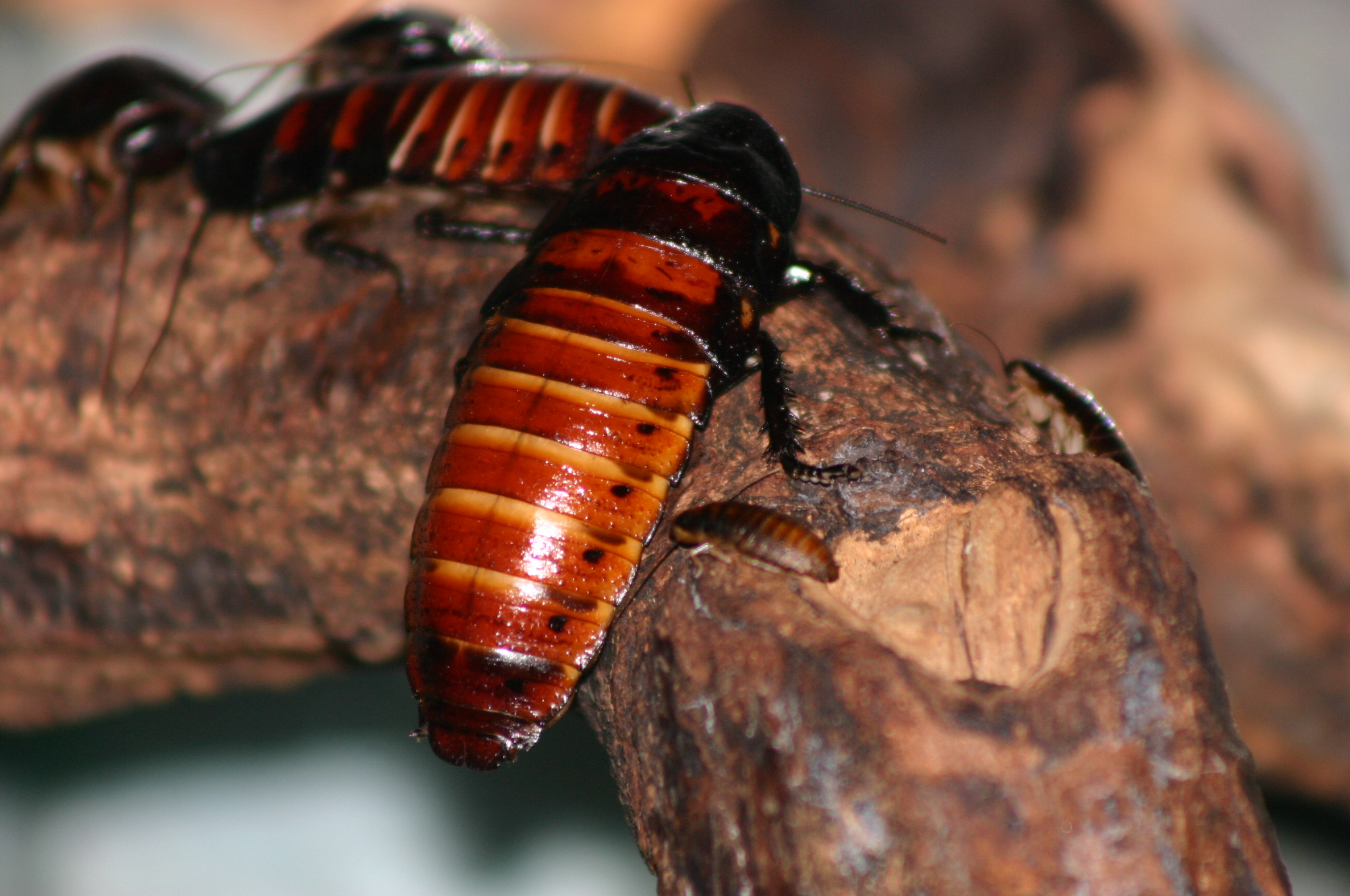 MADAGASKARSKI SIKTAJUĆI ŽOHAR (Gromphadorhina portentosa) | Zoo Zagreb