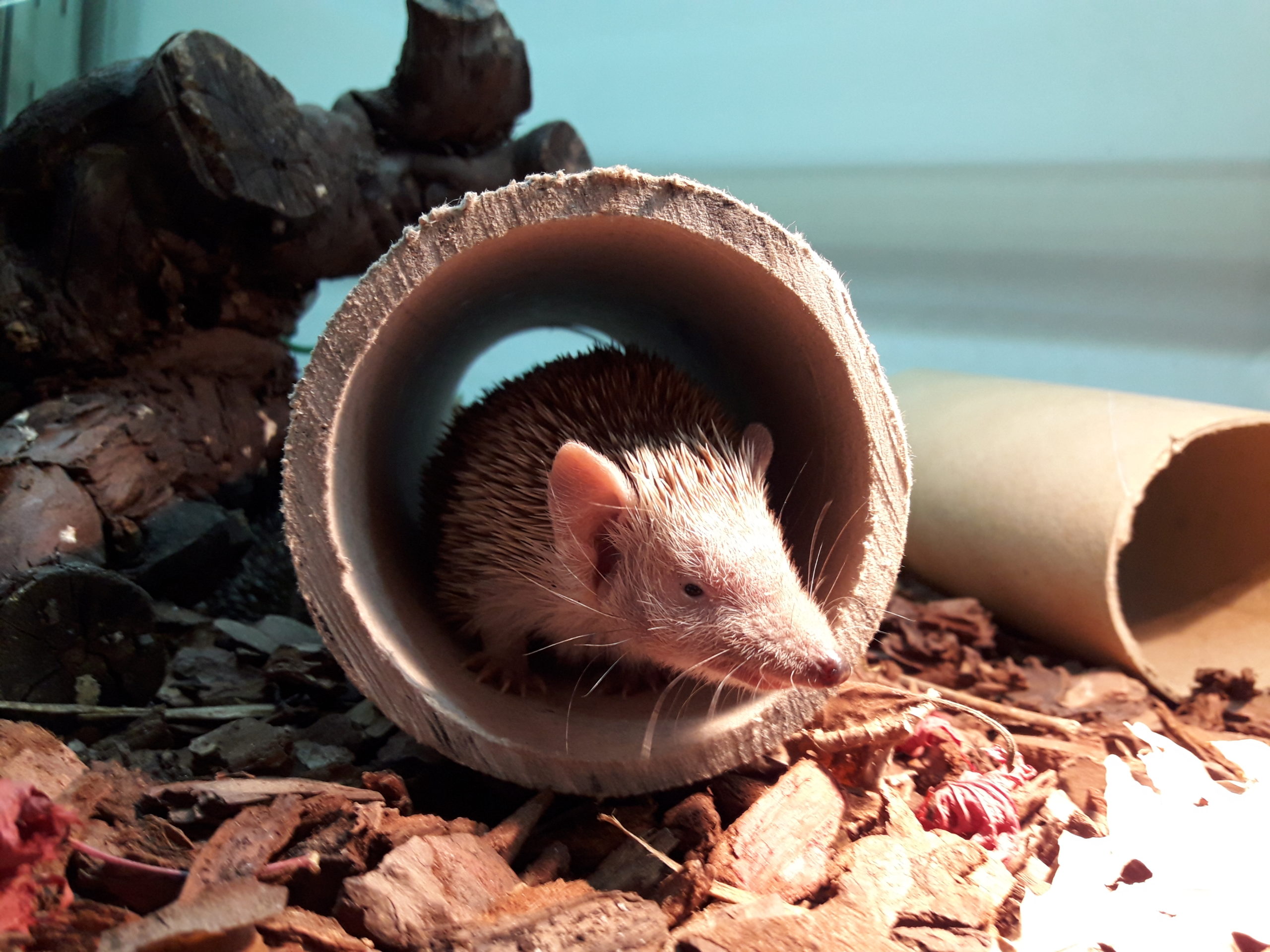 Sisavci | Zoo Zagreb