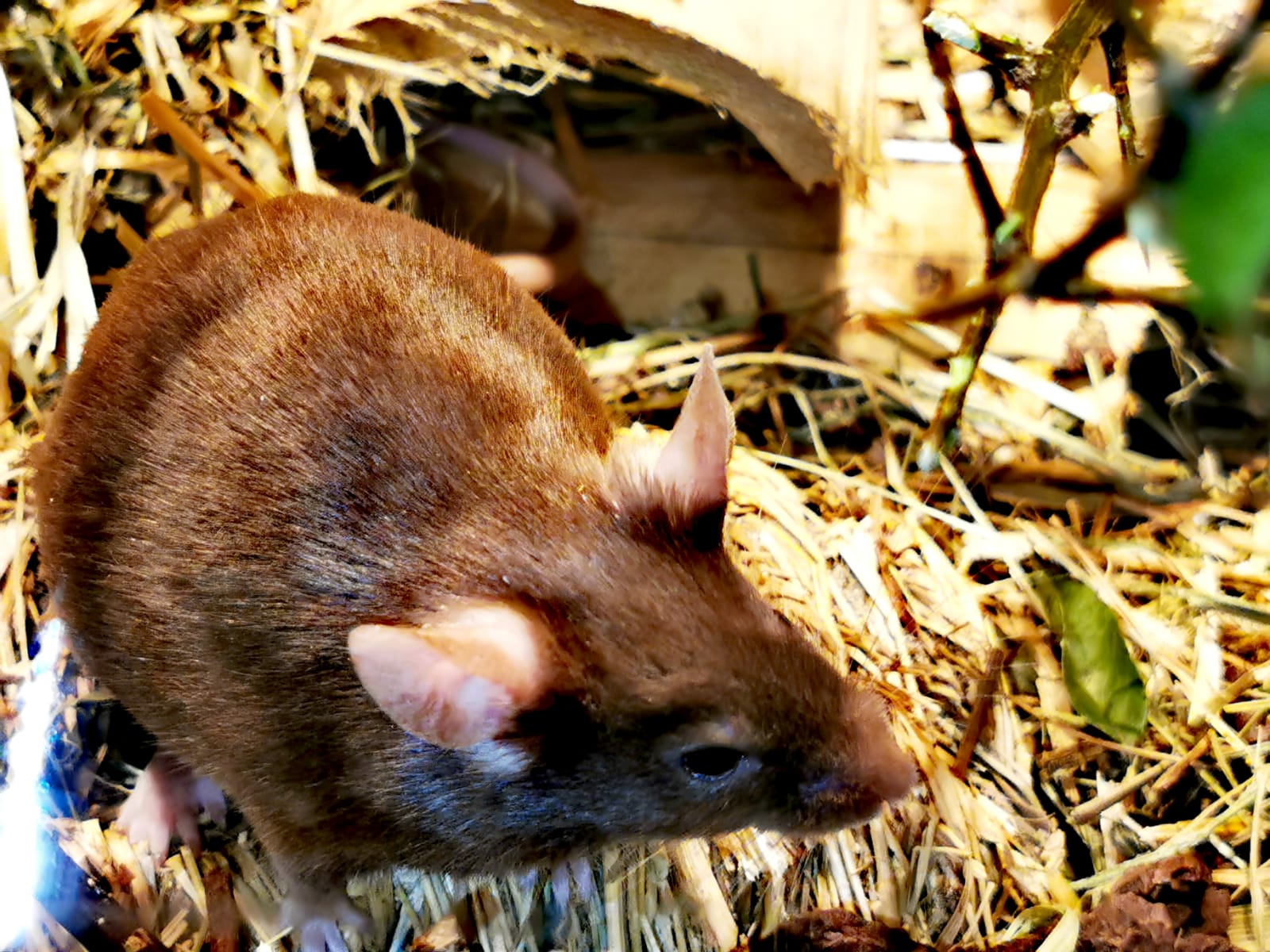 Sisavci | Zoo Zagreb