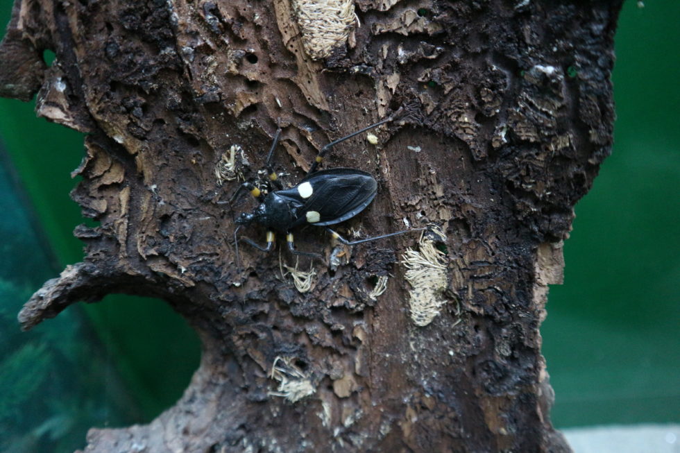 Beskralješnjaci | Zoo Zagreb
